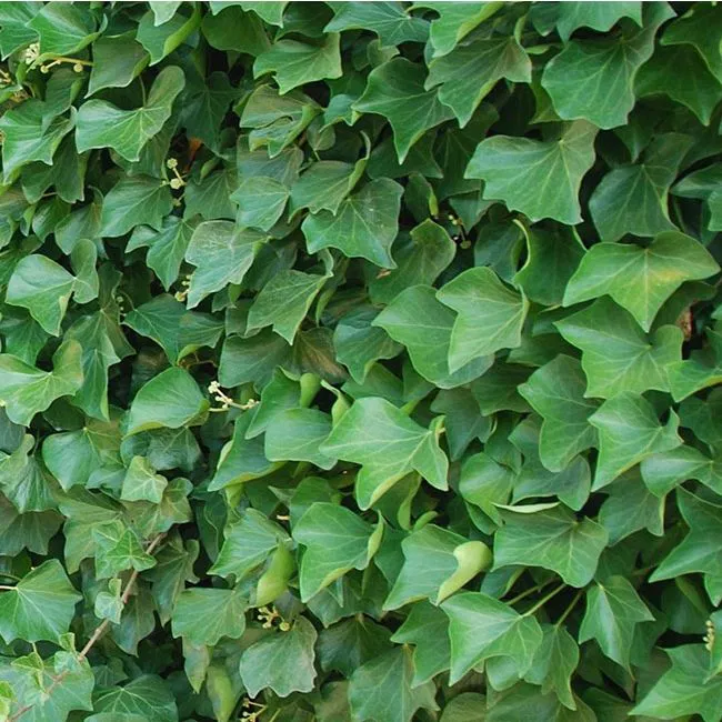 Hedera helix Hibernica