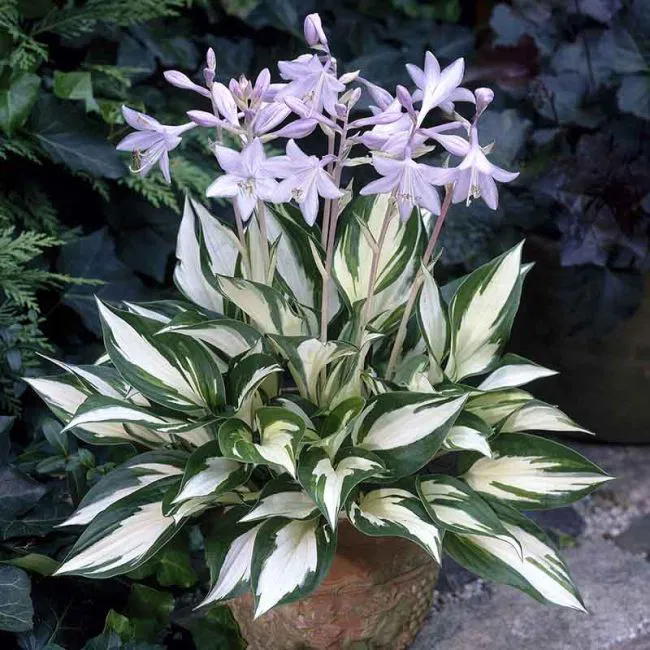 Hosta Fire and Ice