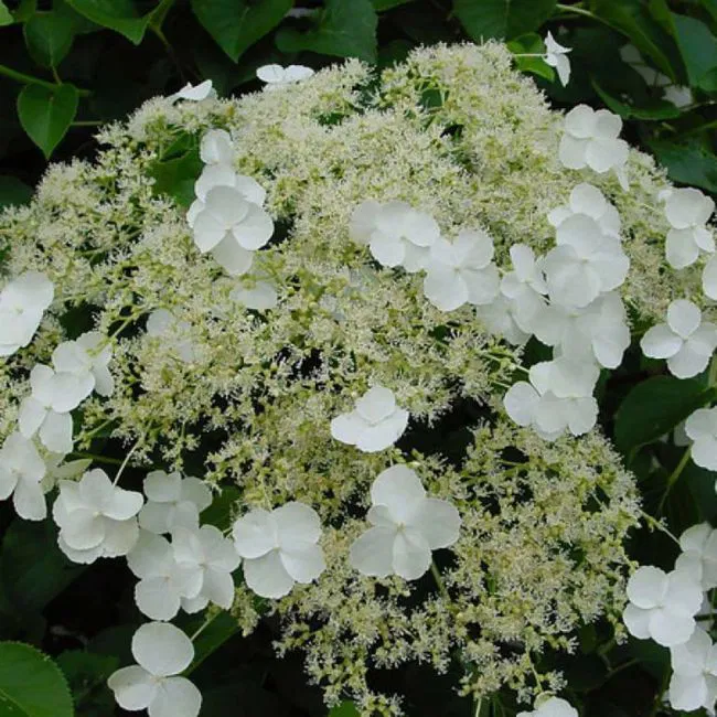 Hydrangea anomala Petiolaris