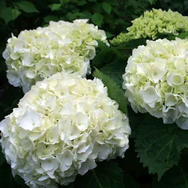 Hydrangea macrophylla Wudu