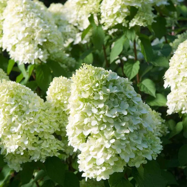 Hydrangea paniculata Limelight