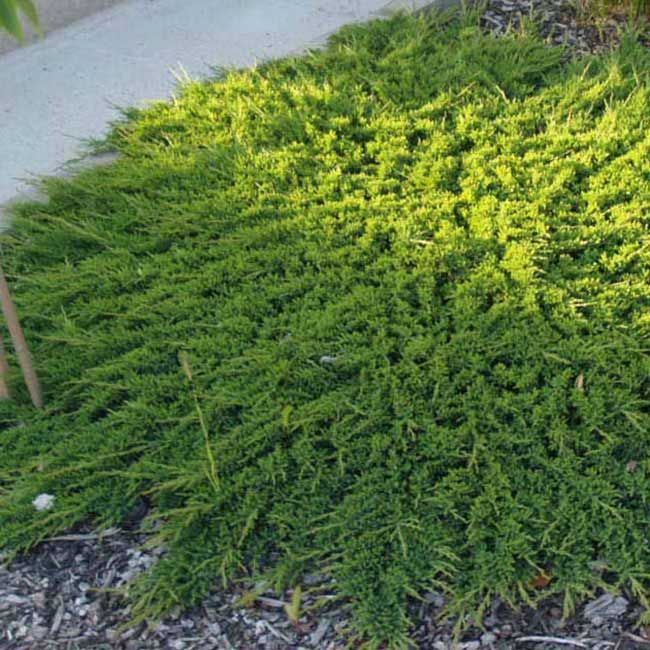 Juniperus hor. Prince of Wales