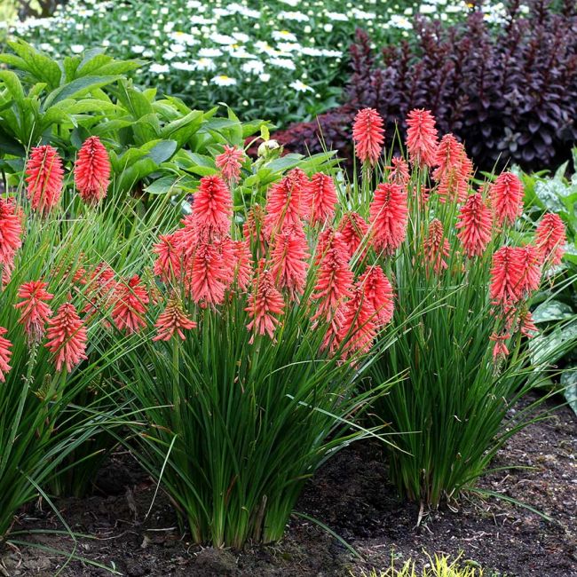 Kniphofia mix