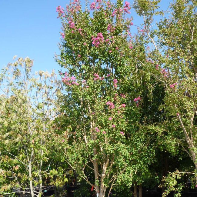 Lagerstroemia indica Lavander Lace