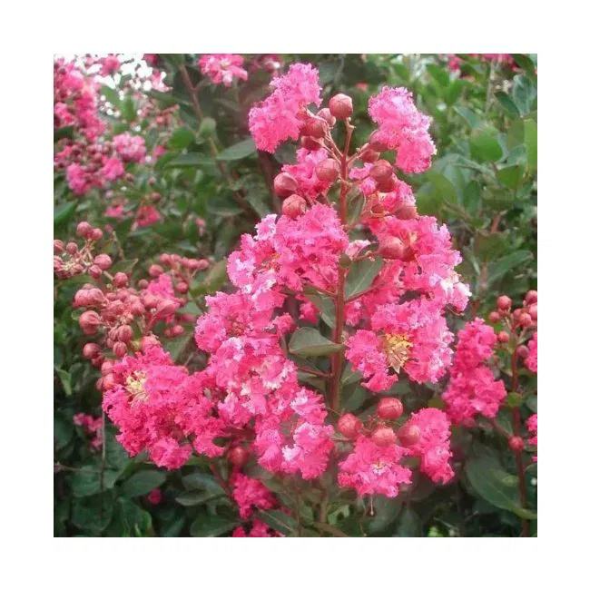 Lagerstroemia indica Rasberry Sorbet