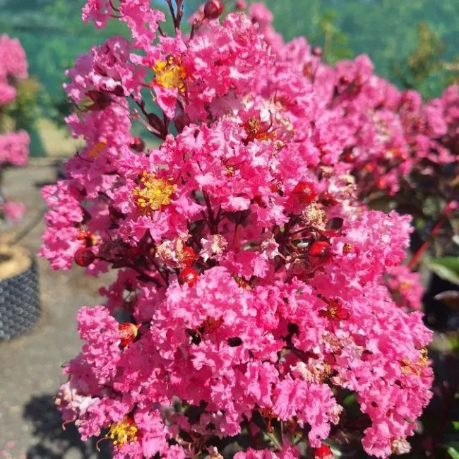 Lagerstroemia indica Rhapsody in Pink