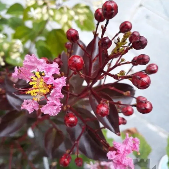 Lagerstroemia indica Rhapsody in Pink