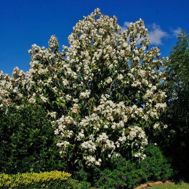 Magnolia grandiflora Goliath