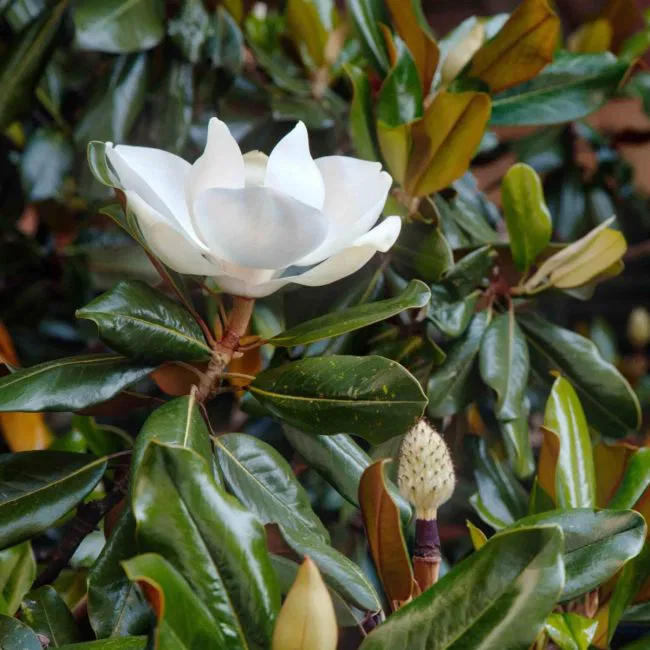 Magnolia grandiflora Little Gem