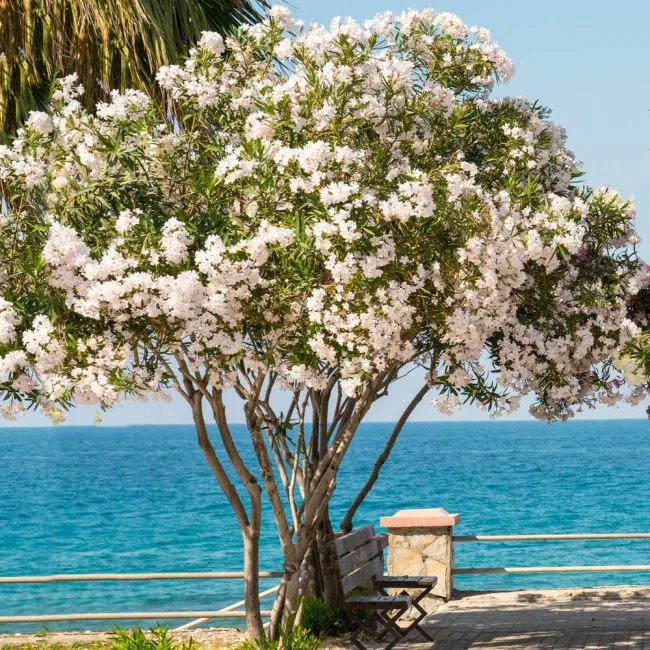 Nerium oleander