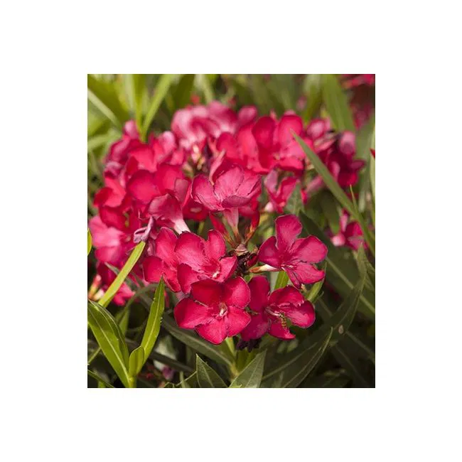 Nerium oleander Crveni