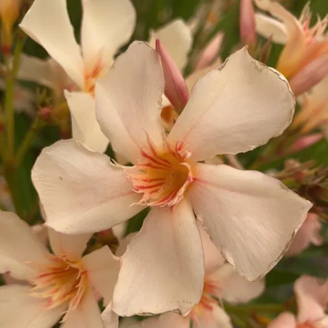 Nerium oleander Narandžasti