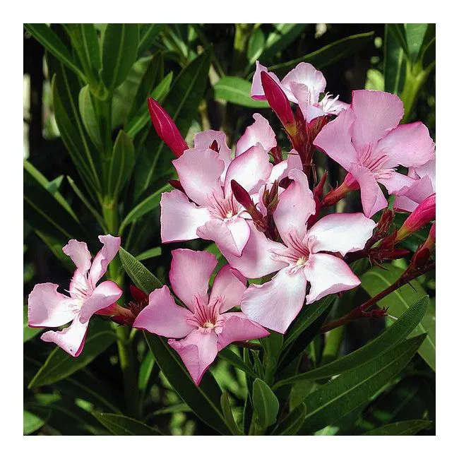 Nerium oleander Roze