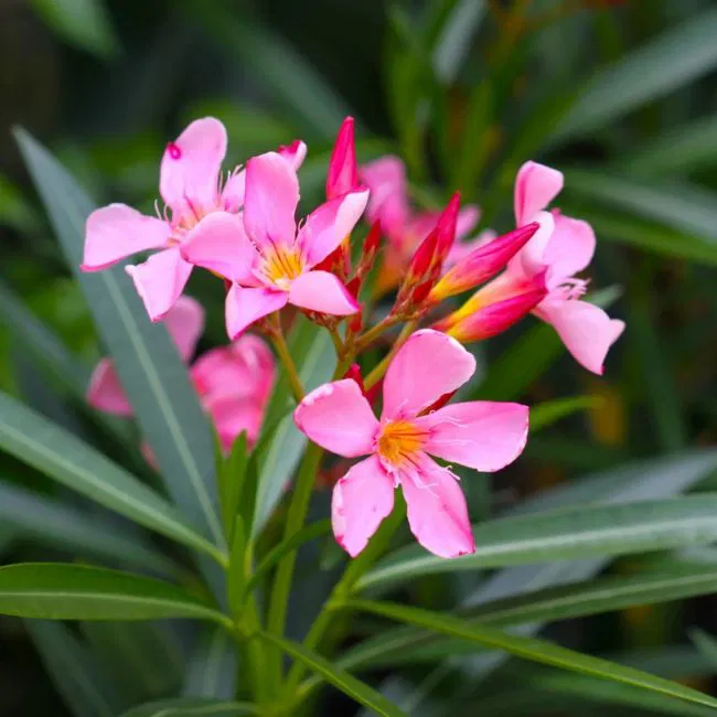 Nerium oleander Roze