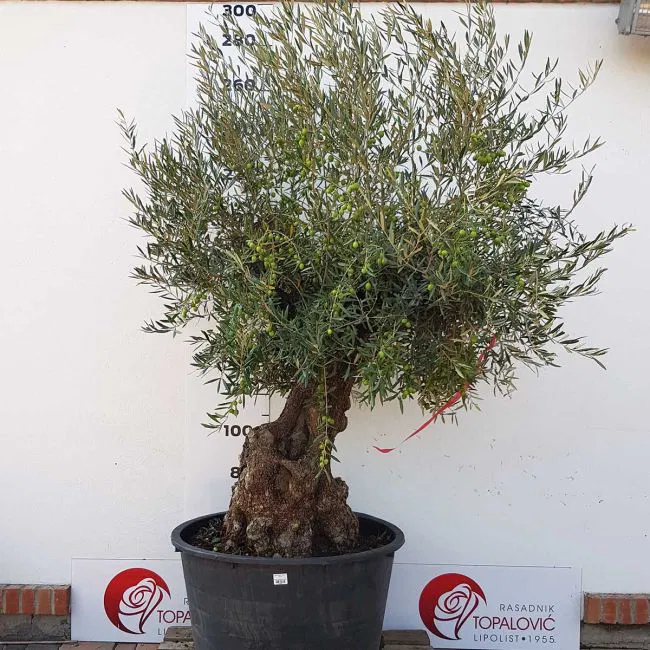 Olea europea Bonsai