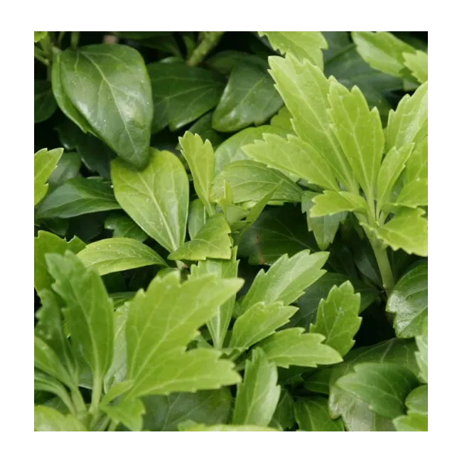 Pachysandra terminalis