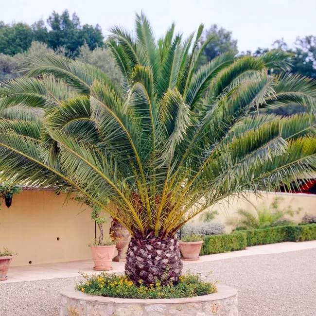 Phoenix Canariensis