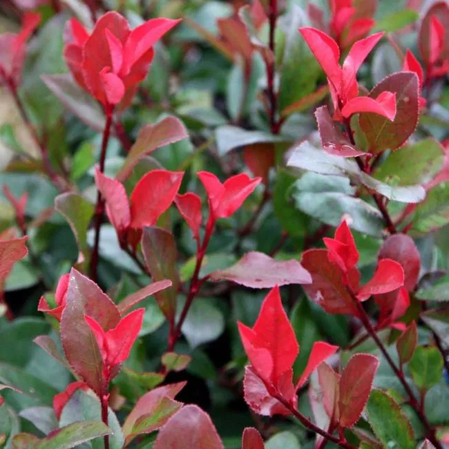 Photinia x fraseri Little Red Robin