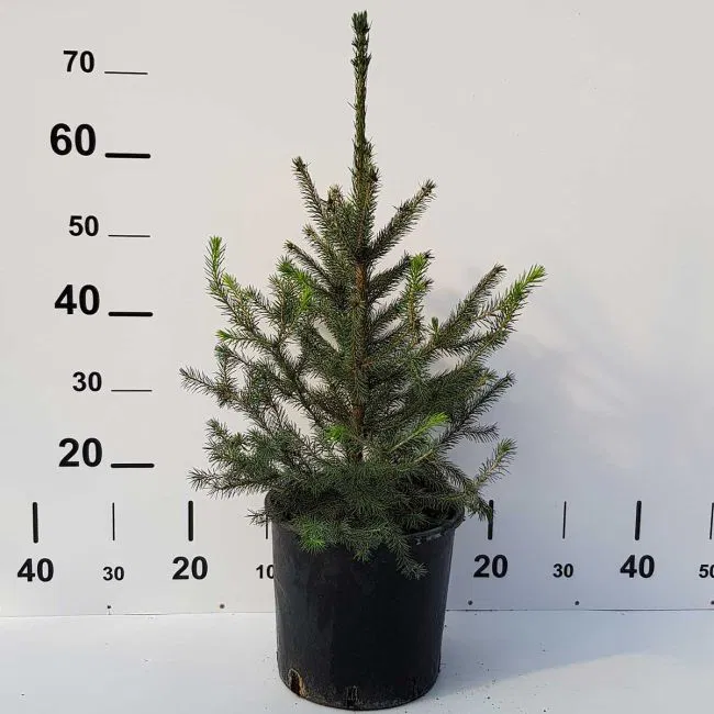 Picea Omorica