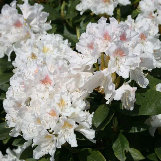 Rhododendron Cunningham's White