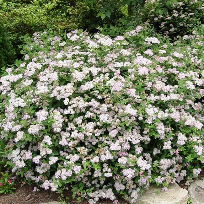 Spiraea jap. Little Princess