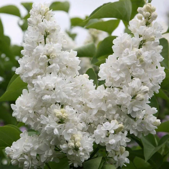 Syringa vulgaris Madame Lemoine