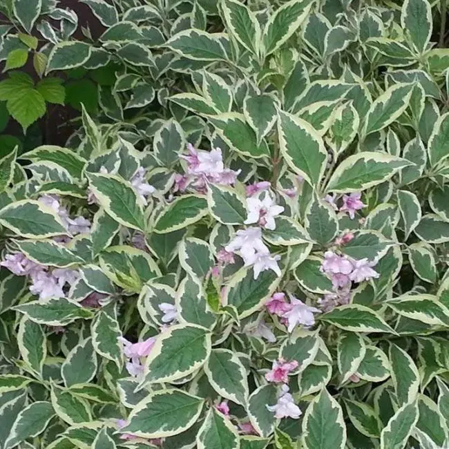 Weigela Florida Nana Variegata