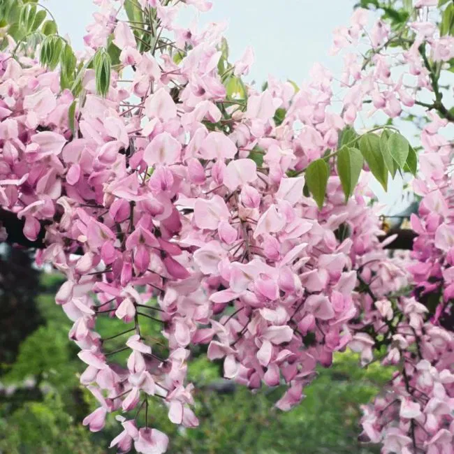 Wisteria brachybotrys Showa-Beni