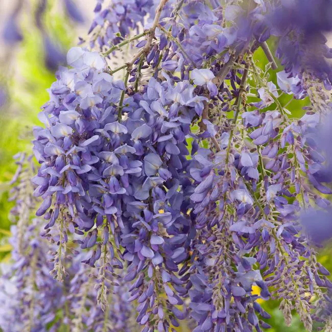 Wisteria sinensis