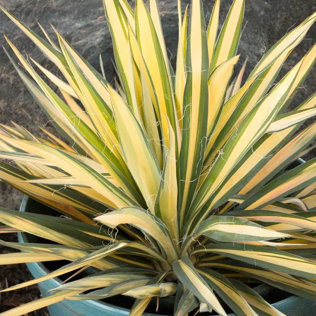 Yucca filamentosa Color Guard