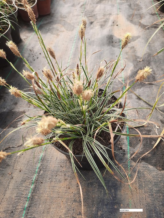 Carex conica ‘Snowline’