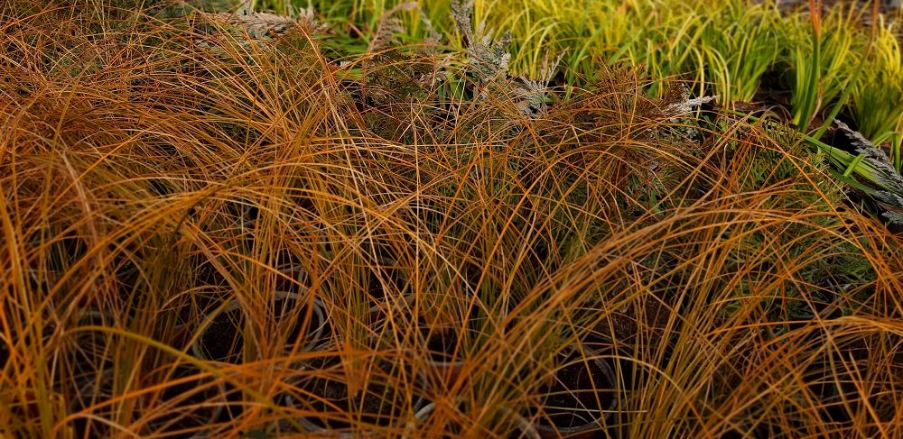 Carex Testacea