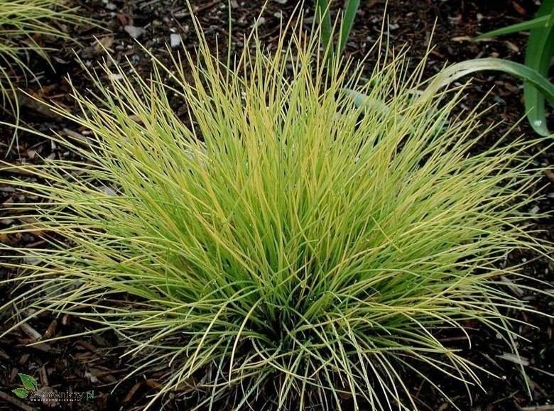 Festuca glauca Amigold