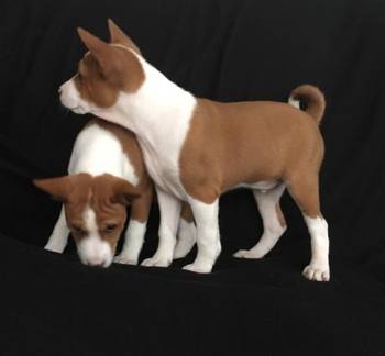 BASENJI