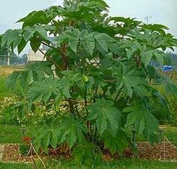 Ricinus Communis (seme)