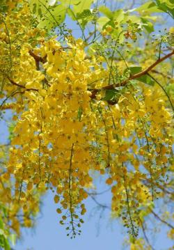 Cassia fistula (seme)