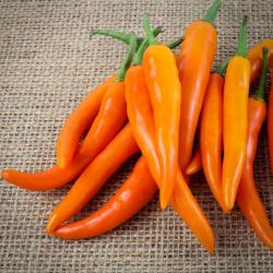 Chilli Paprika Bulgarian Carrot (15 semenki)