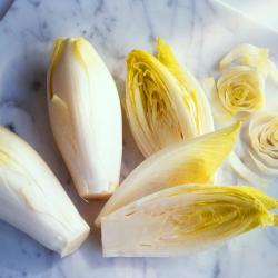 Cikorija Belgian Endive Brussels (100 semenki)