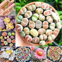 Lithops Mix / Pebble Plant (10 semenki)