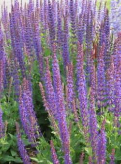 Žalfija - Salvia officinalis (200 semenki)