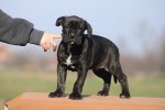 Cane corso štenci Odgajivačnica Empire of Birčaković