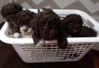 Stenci Lagotto Romagnolo