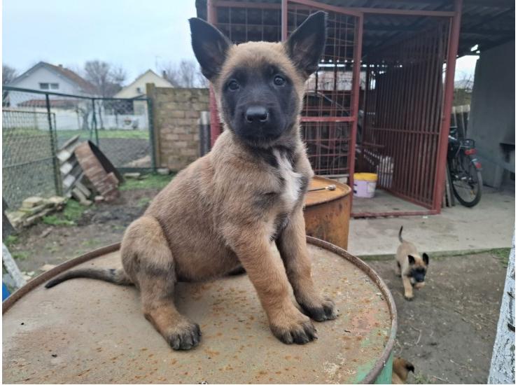 Vrhunski štenci belgijskog ovčara (Malinois)