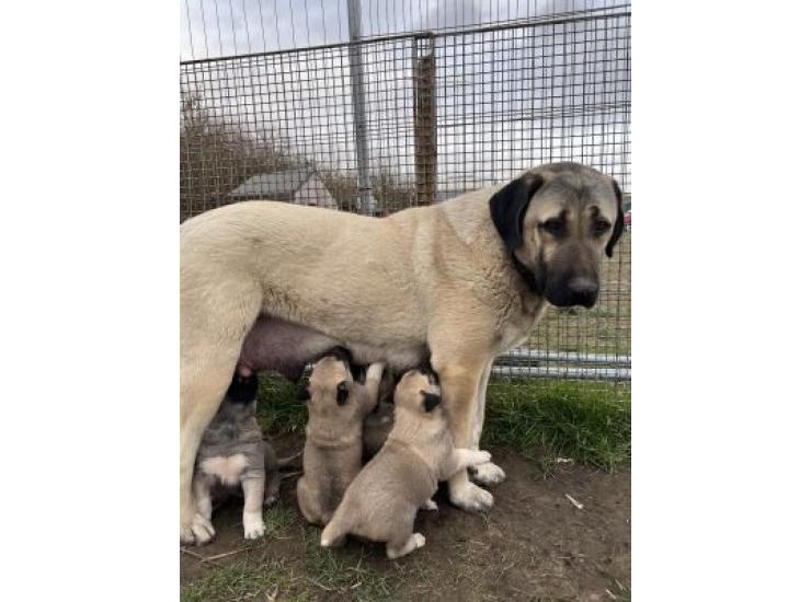 Kangal