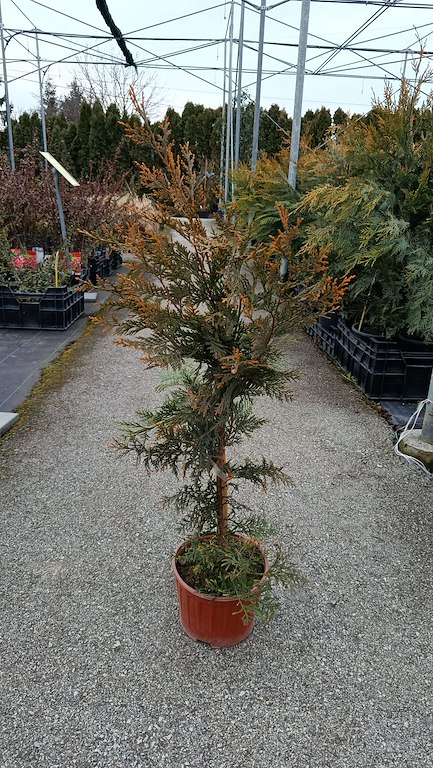 Cupressocyparis leylandii ‘Castlewellan Gold’ 70 cm