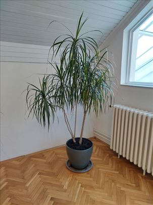 DRACENA MARGINATA