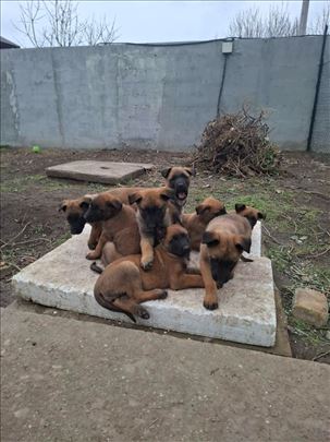 Vrhunski štenci belgijskog ovčara (Malinois)