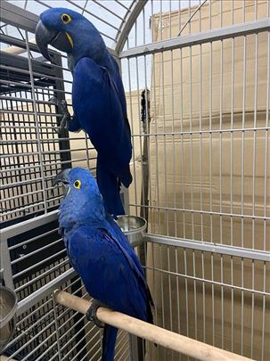 hyacinth Macaw papige