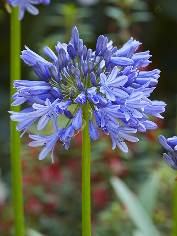 Agapantus blue