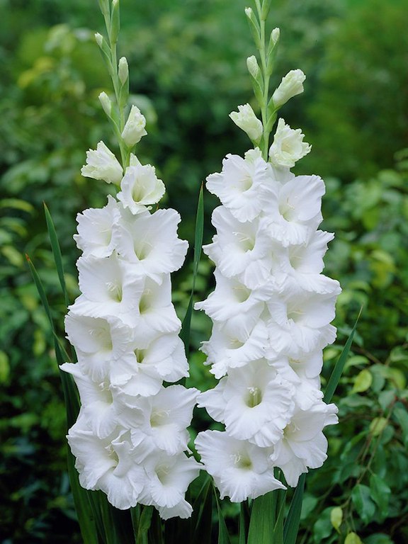 Gladiola Bela